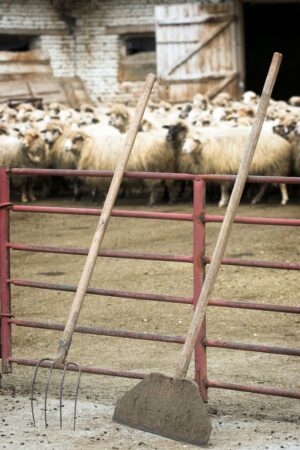 Designing the Best Pole Barn For Your Animals – MilMar Pole Buildings
